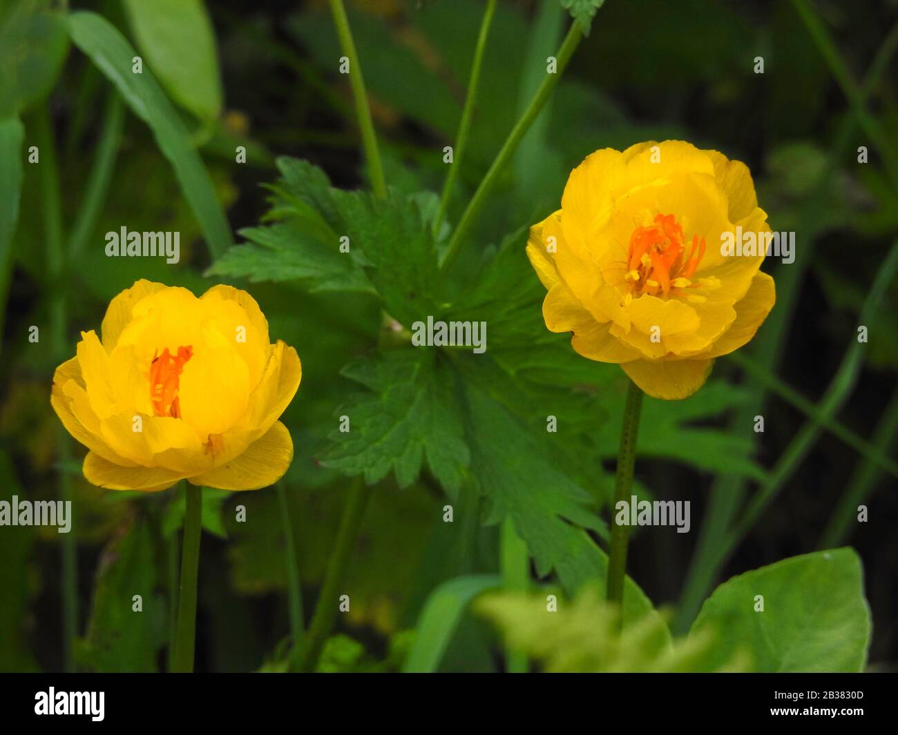 Trollblumen, Trollius europaeus / Globeflowers, Trollius europaeus ...