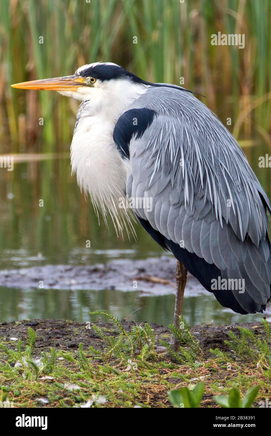 Fischreiher hi-res stock photography and images - Alamy