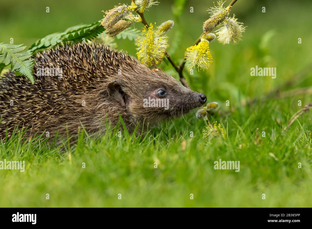 Hedgehog, (Scientific name: Erinaceus Europaeus), wild, native ...