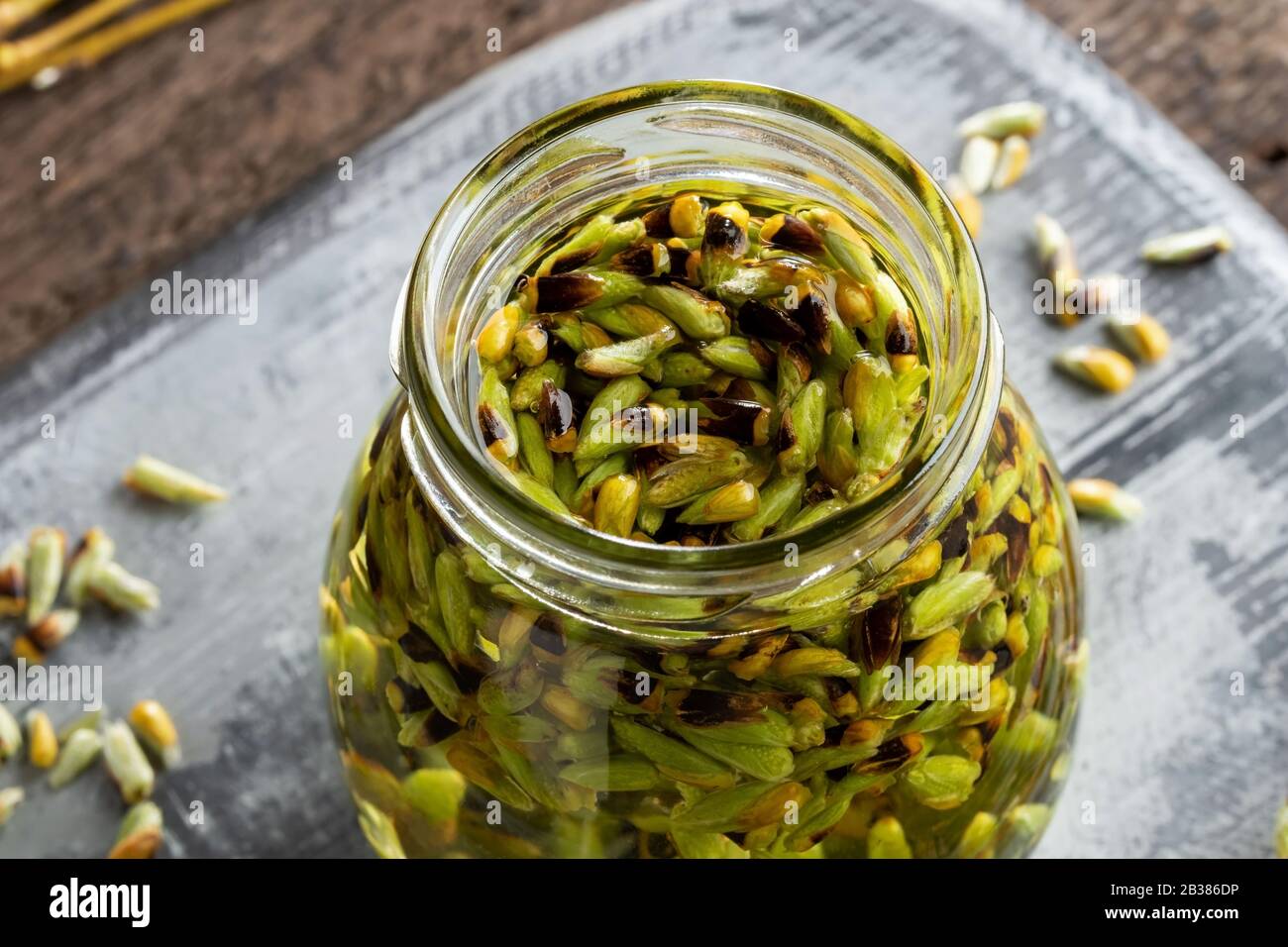 Preparation of a gemmotherapeutic tincture from willow buds in a jar ...
