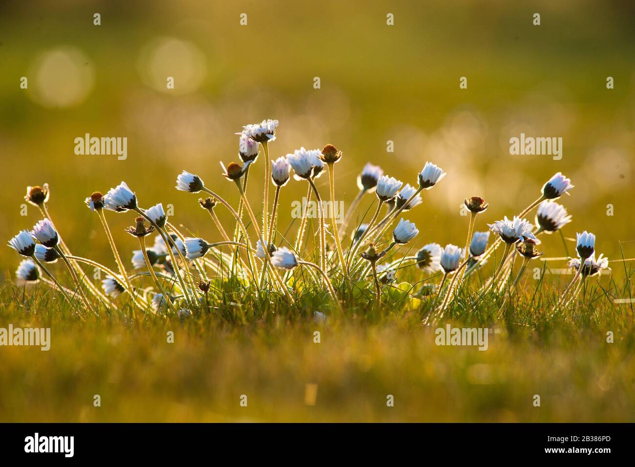Hay fever season background hi-res stock photography and images - Alamy