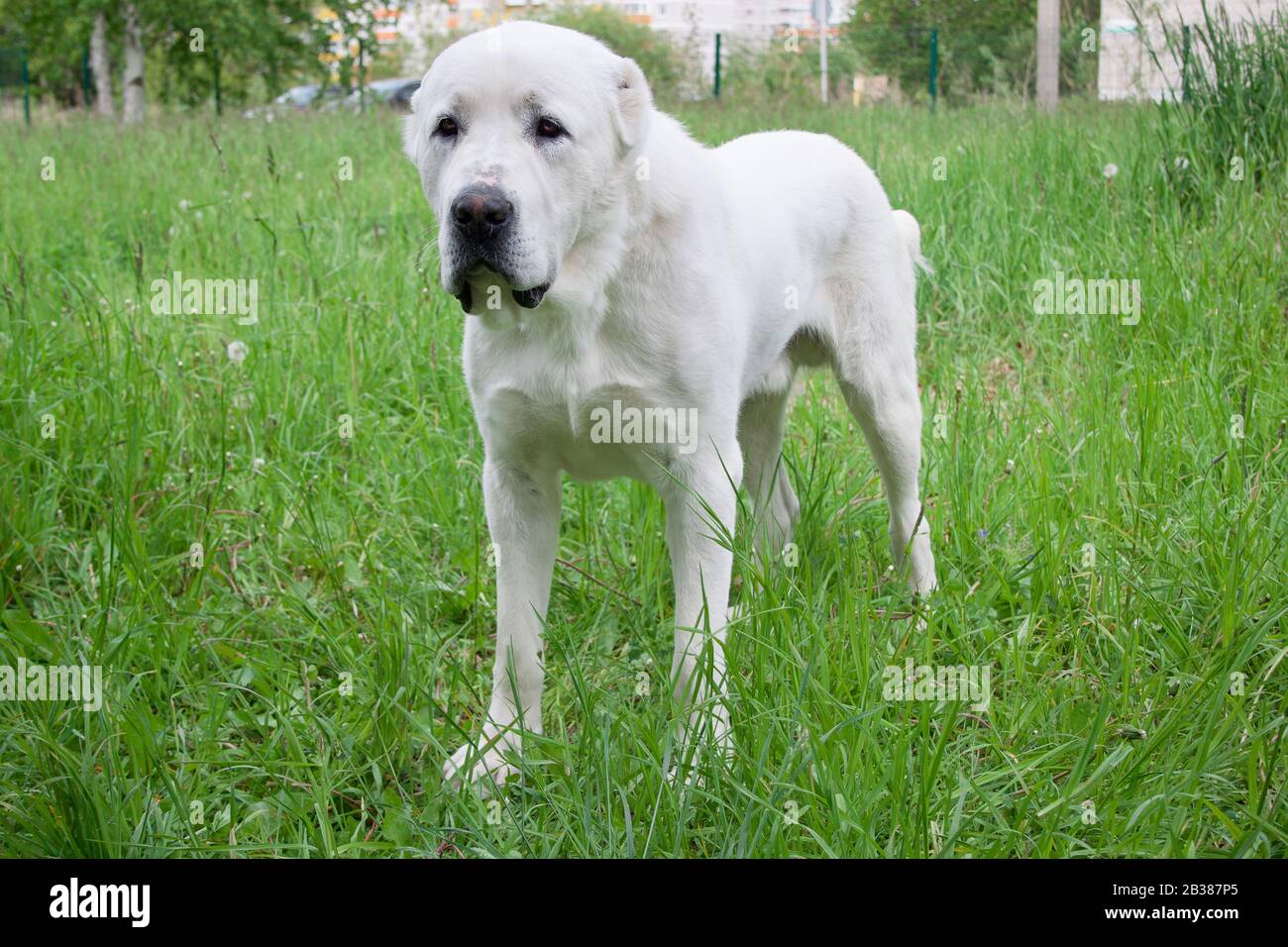 Central Asian Shepherd Dog is standing on a green meadow. Pet animals ...