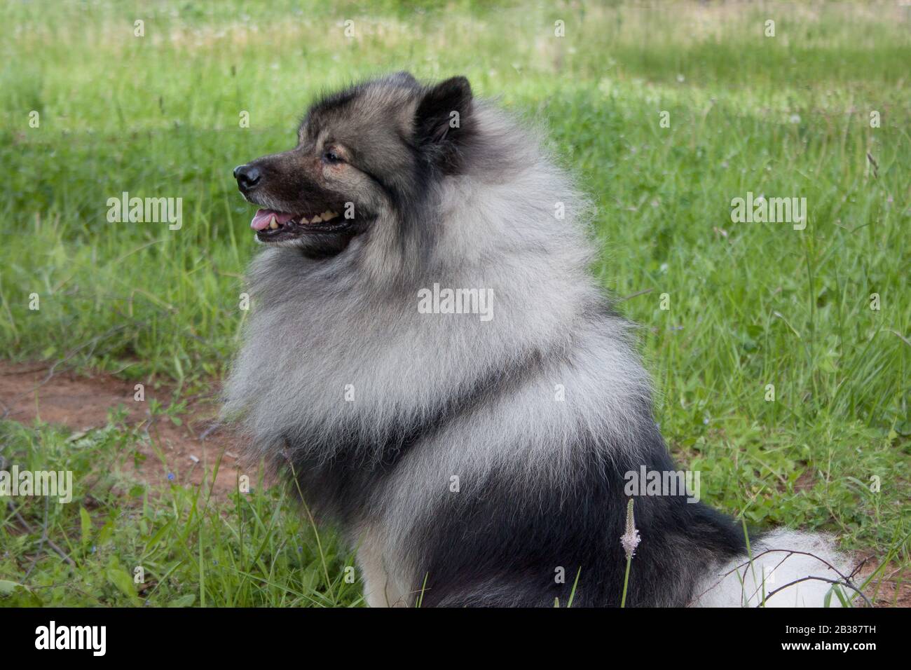 Deutscher wolfspitz is sitting on a green grass. Keeshond or german ...