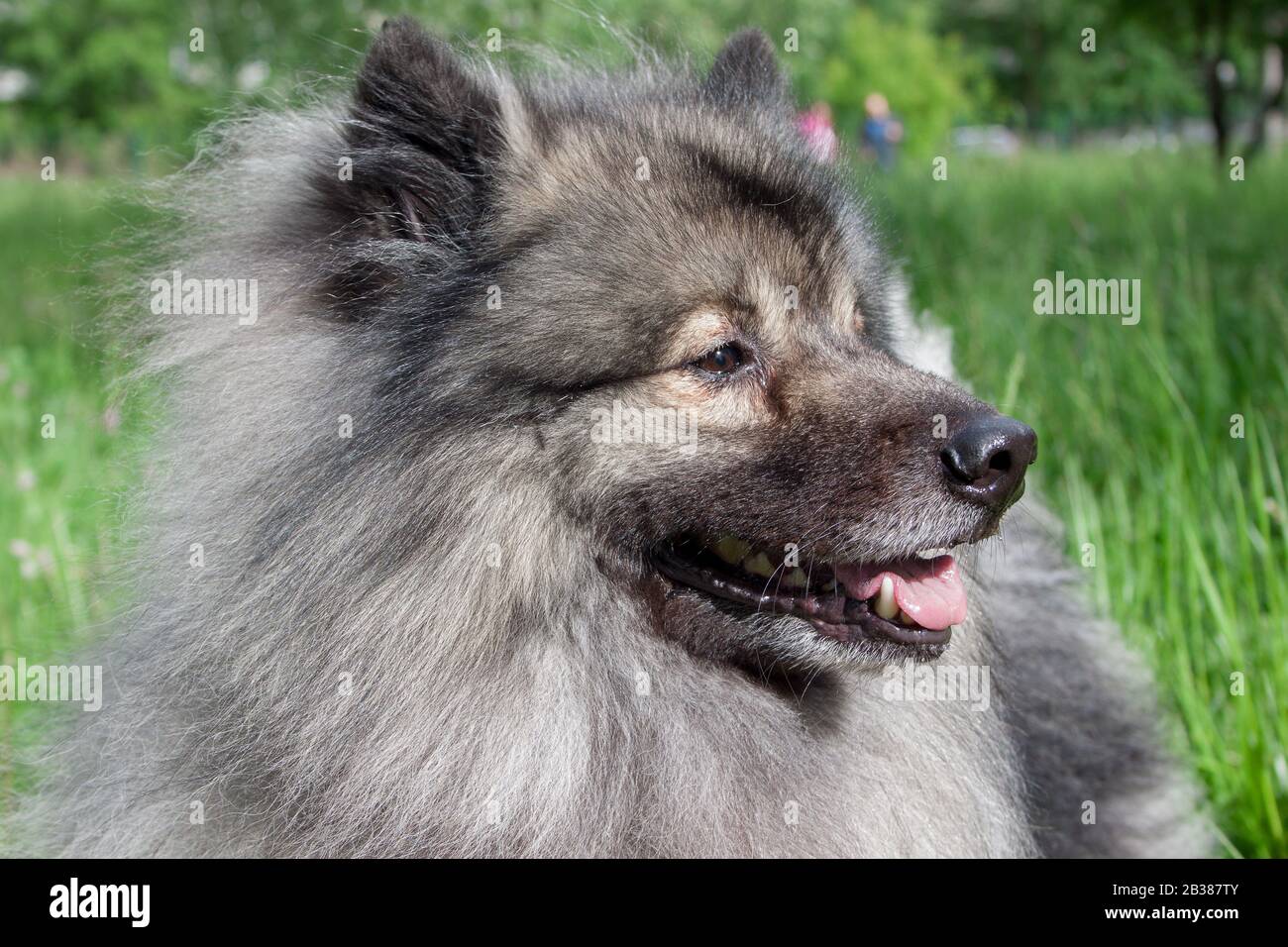 Wolfspitz hi-res stock photography and images - Alamy