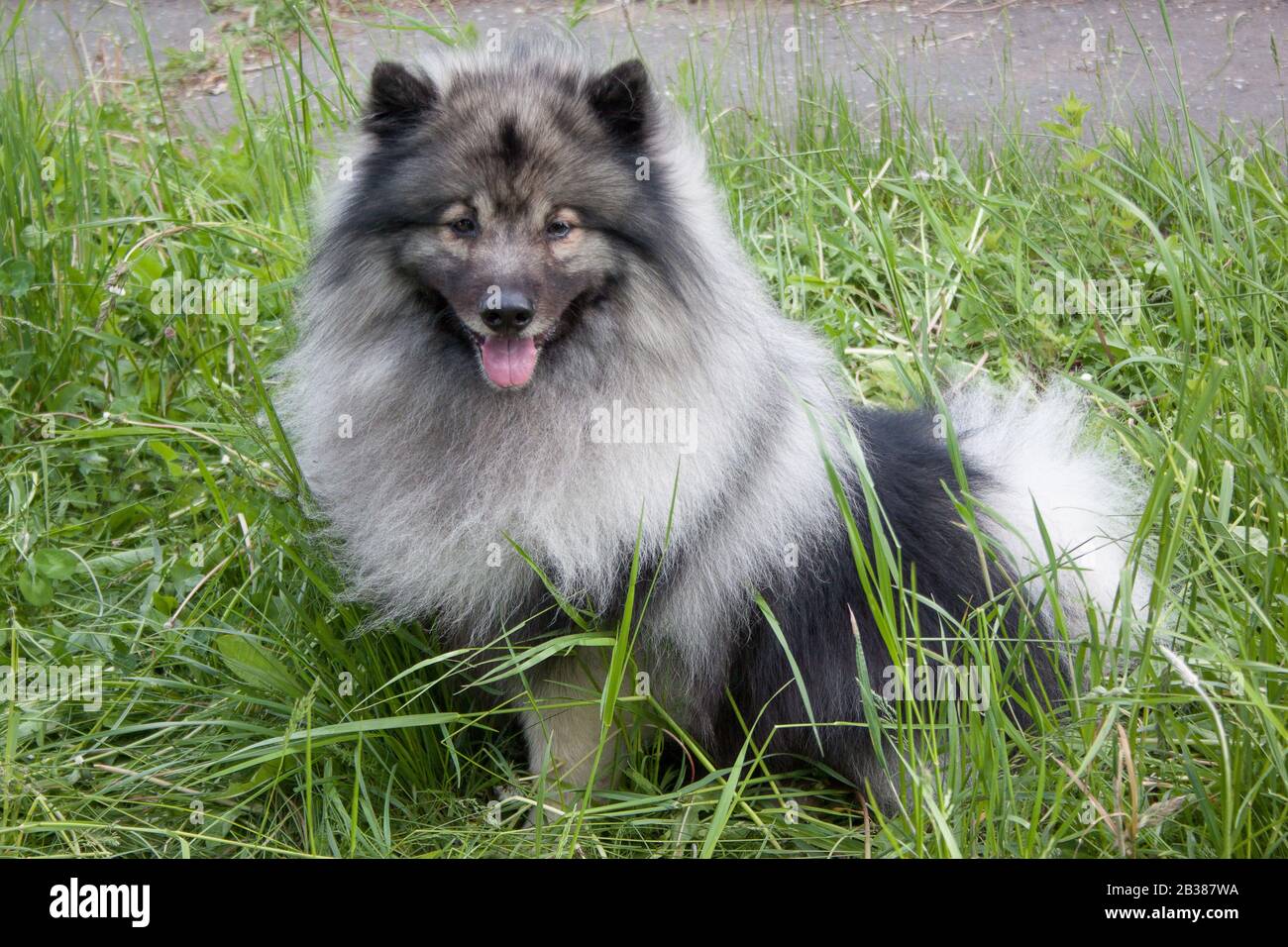 Deutscher wolfspitz is standing on a green meadow. Keeshond or german ...