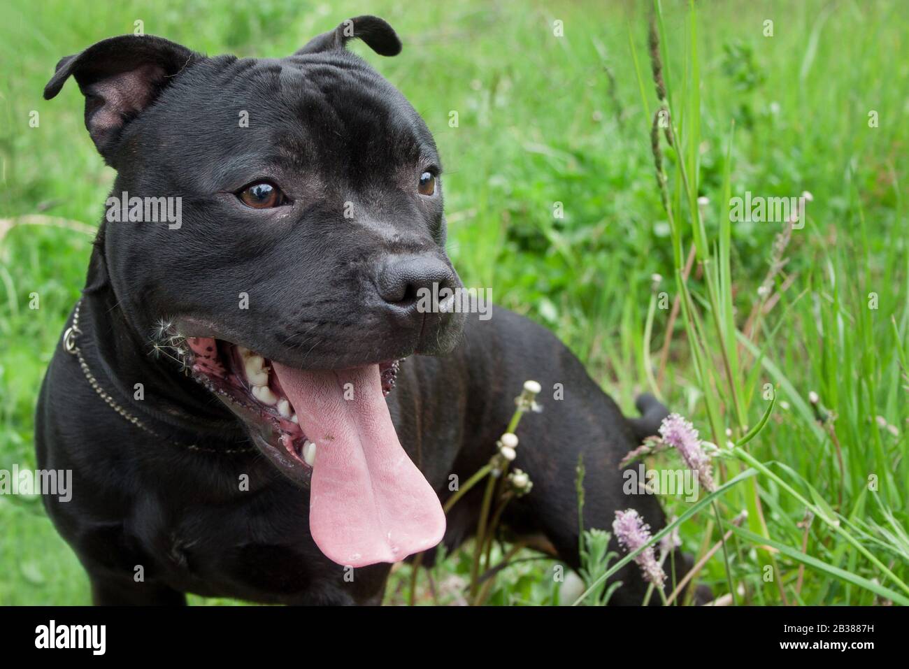 Staffordshire bull terrier puppy is standing with lolling tongue. Pet ...