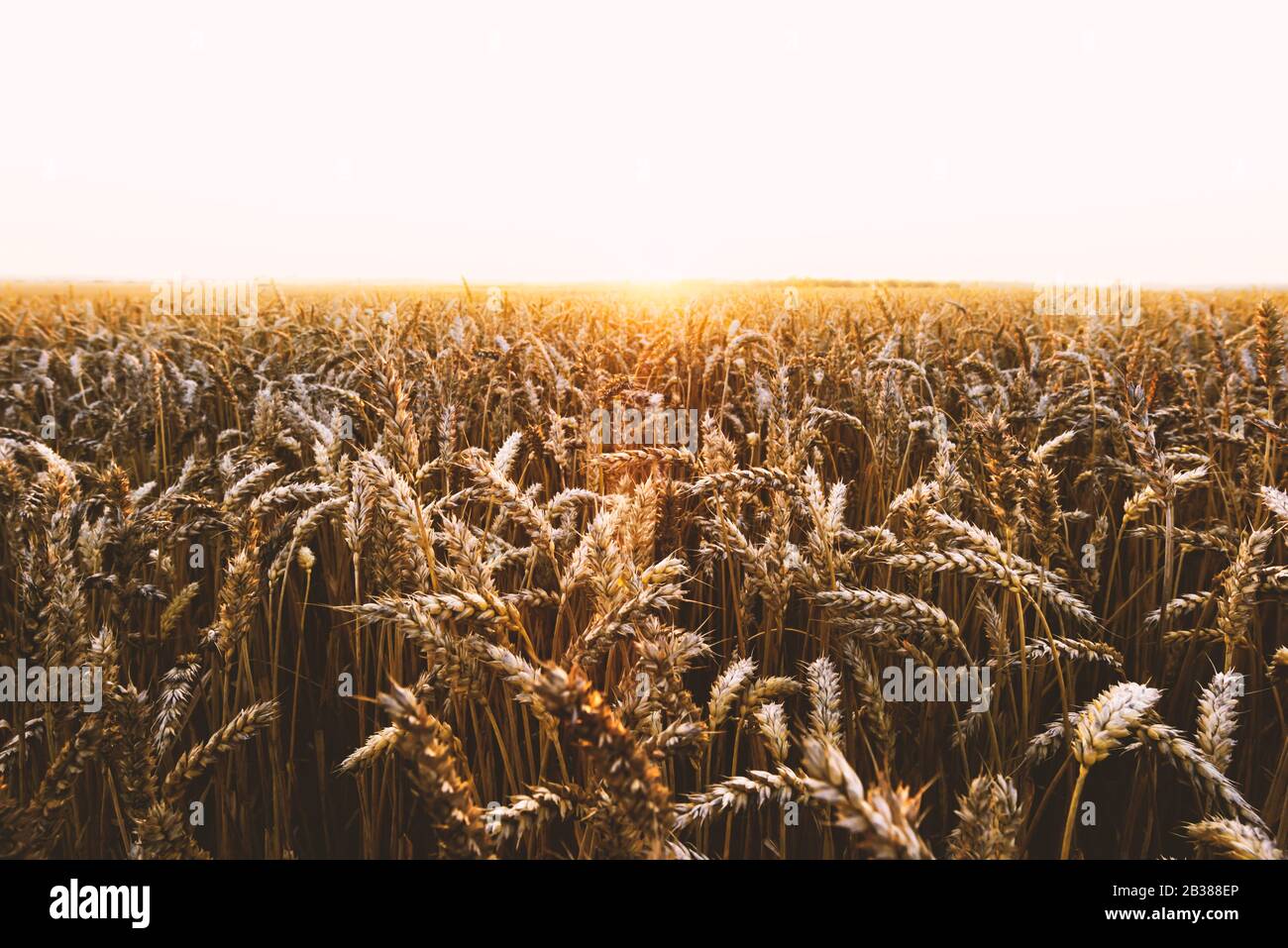 Golden wheat field background hi-res stock photography and images - Alamy