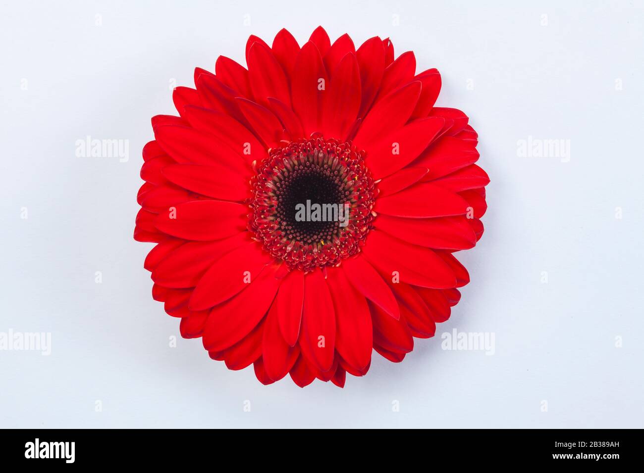Red gerbera daisy flower hi-res stock photography and images - Alamy