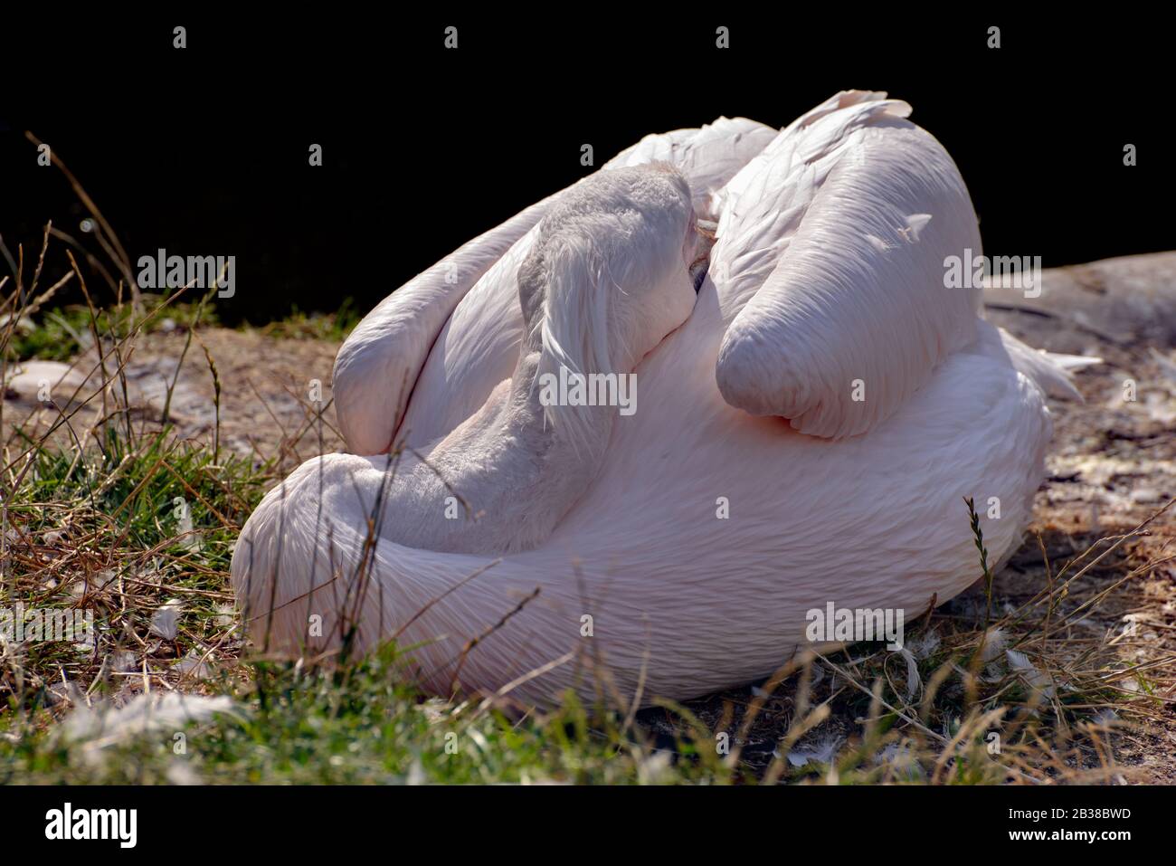 Sleeping pelican hi-res stock photography and images - Alamy