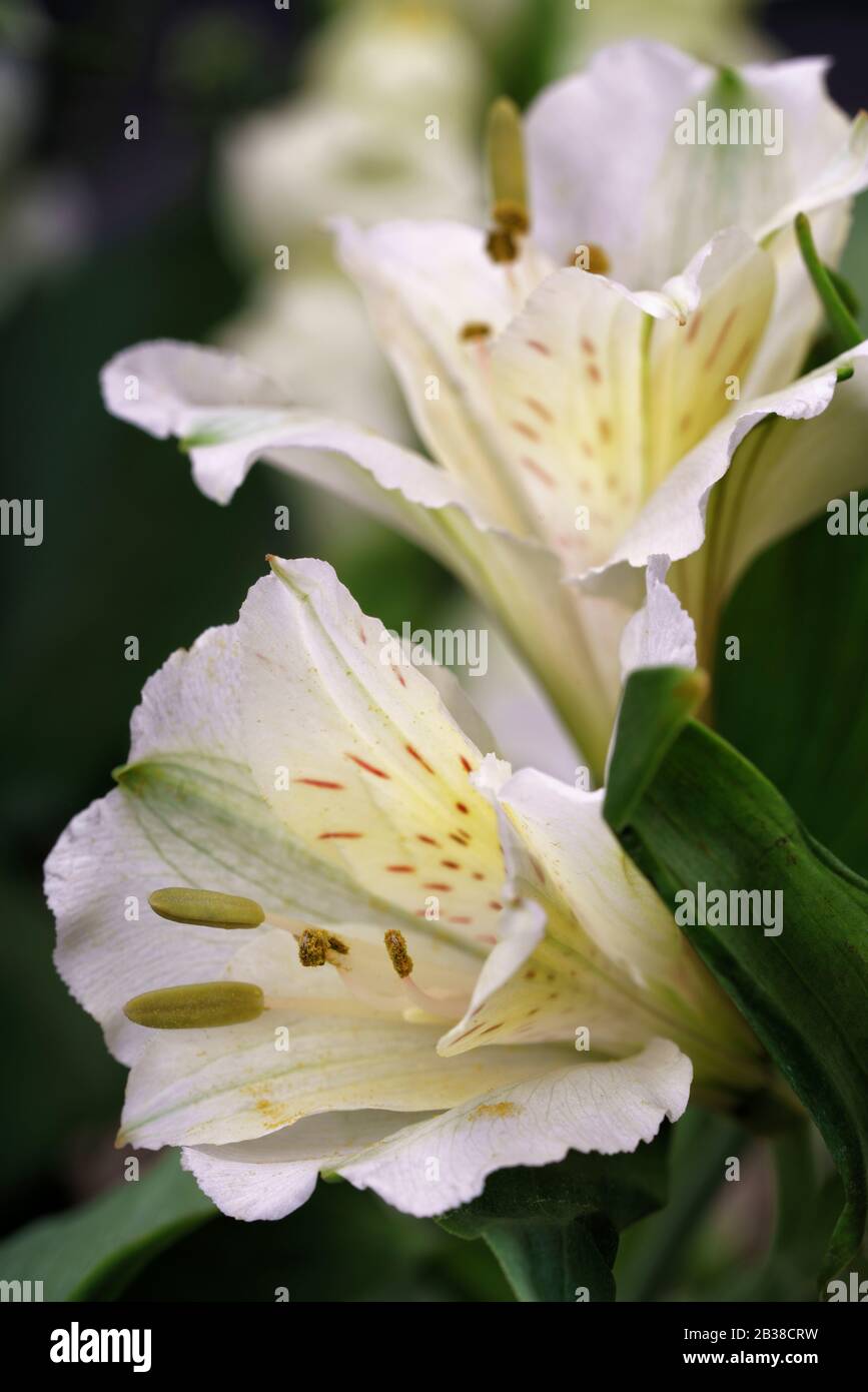 White Lilys High Resolution Stock Photography and Images - Alamy