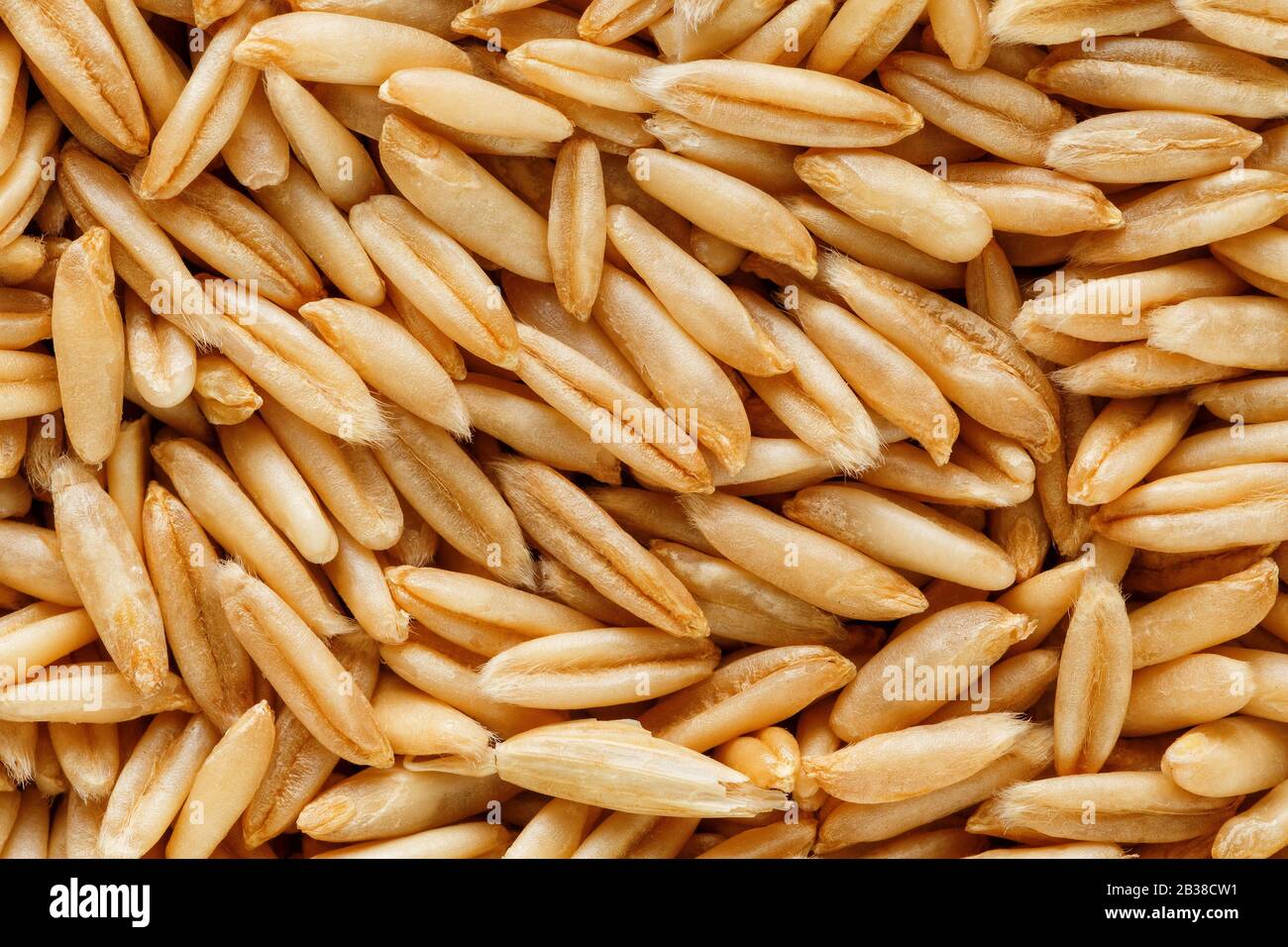 natural oat grains background, close up. Gold grain Stock Photo - Alamy