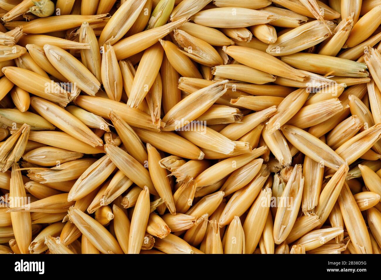 natural oat grains background, close up. Gold grain Stock Photo - Alamy