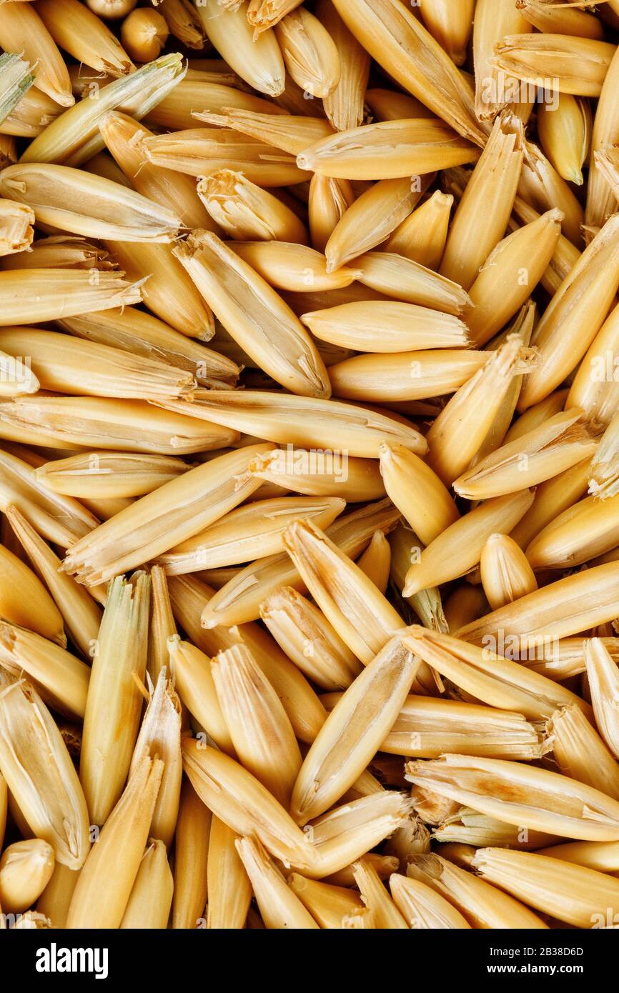 natural oat grains background, close up. Gold grain Stock Photo - Alamy