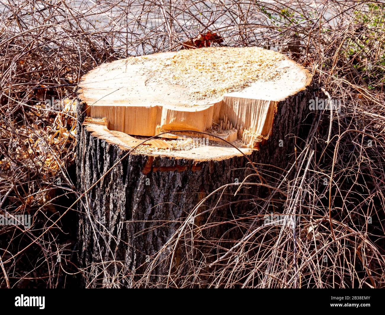 Tree cut in spring tree trunk Stock Photo - Alamy
