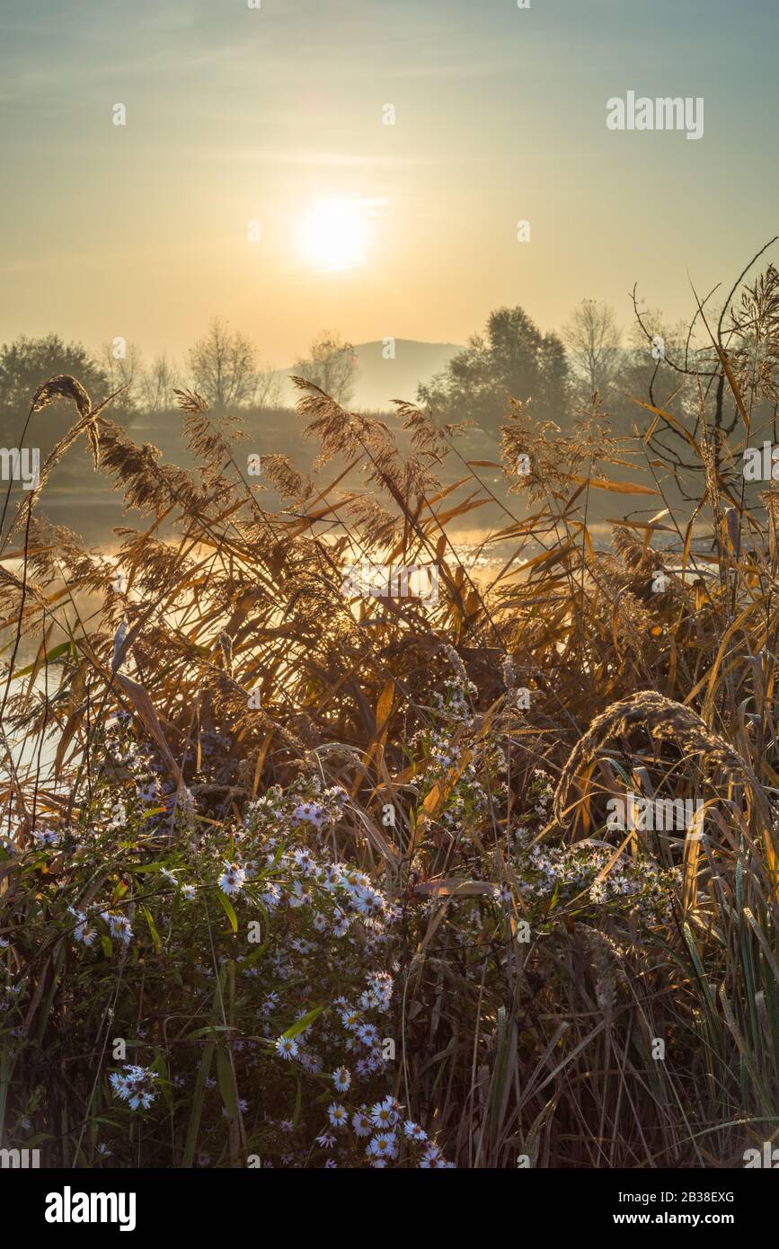 Beautiful scene of flowering reeds along a riverside at sunrise Stock ...