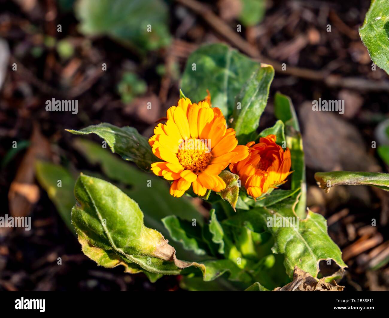 Star marigold hi-res stock photography and images - Alamy