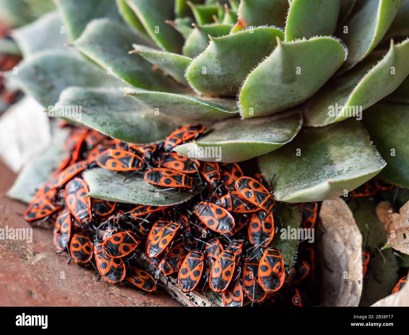 Fire bugs in the garden on a plant Stock Photo - Alamy