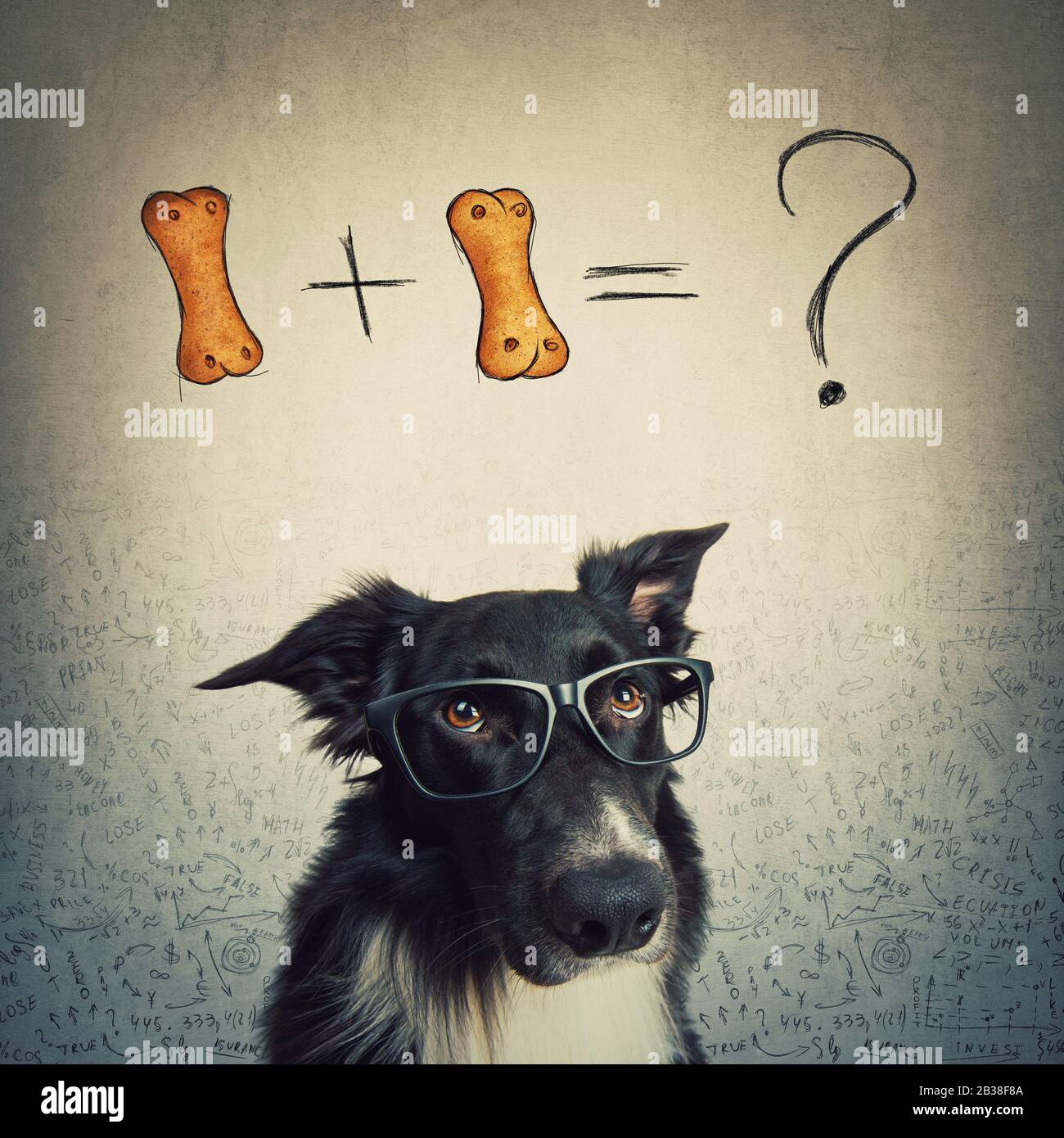 Can Dogs Do Math