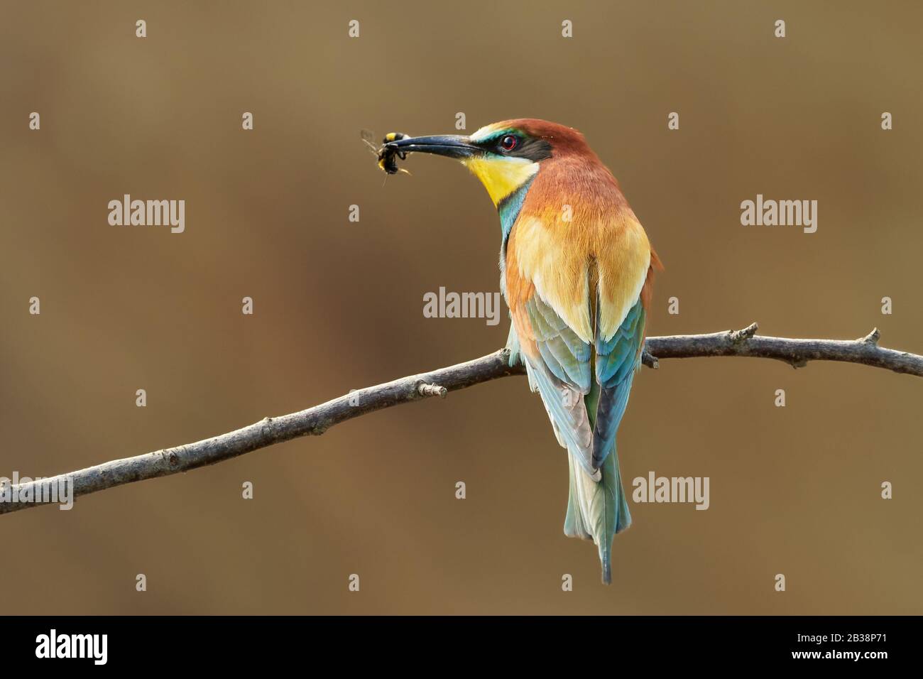 Colorful European bee-eater bird (Merops apiaster) with prey on twig in ...