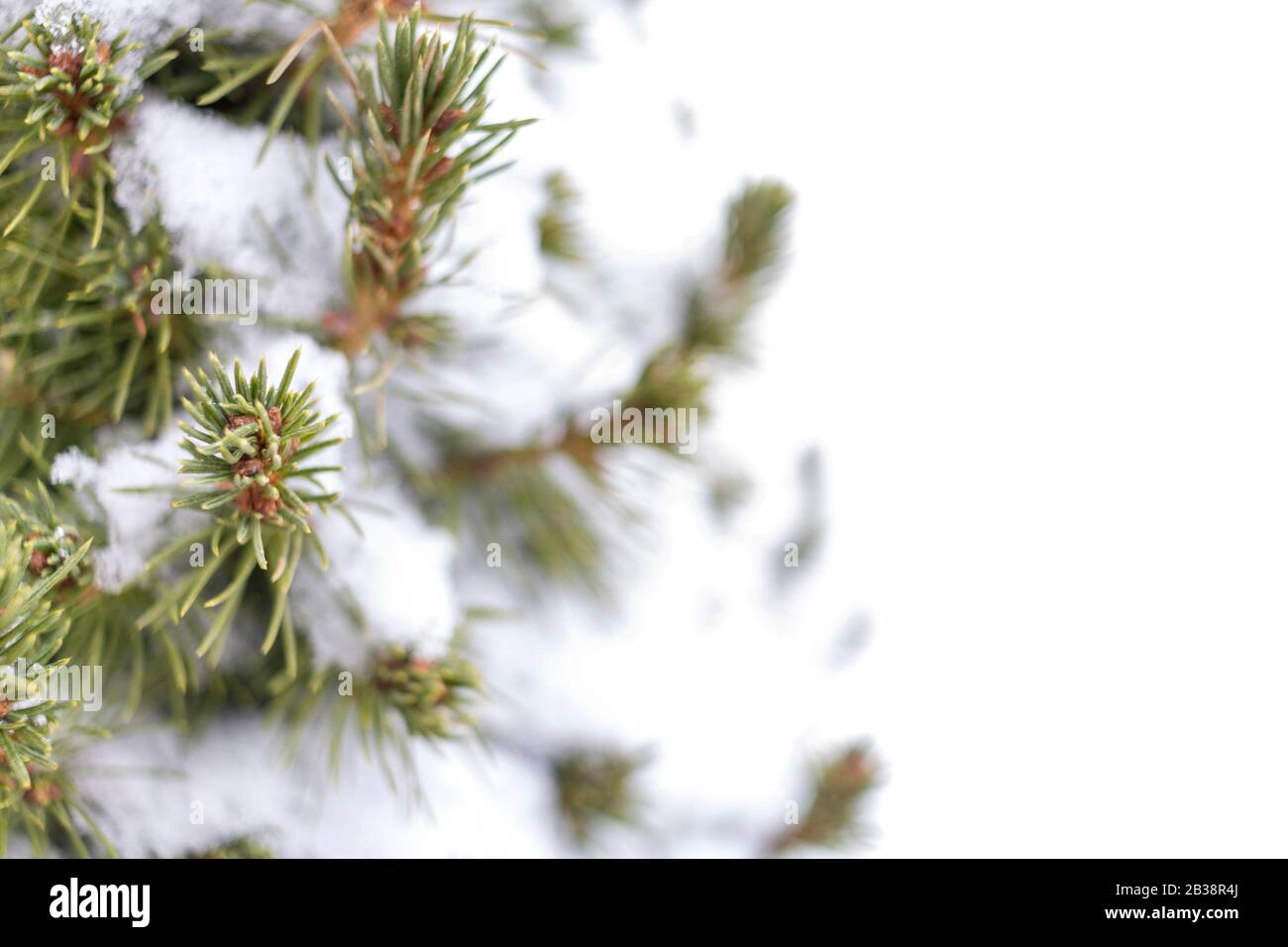 Christmas tree branch with snow, isolated on white background Stock ...