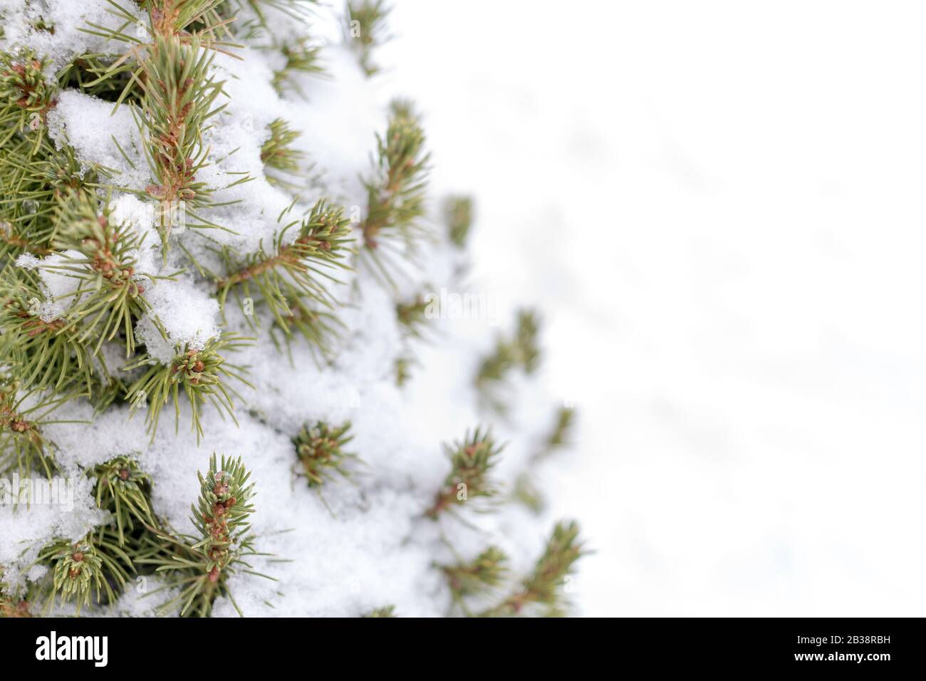 Christmas tree branch with snow, isolated on white background Stock ...