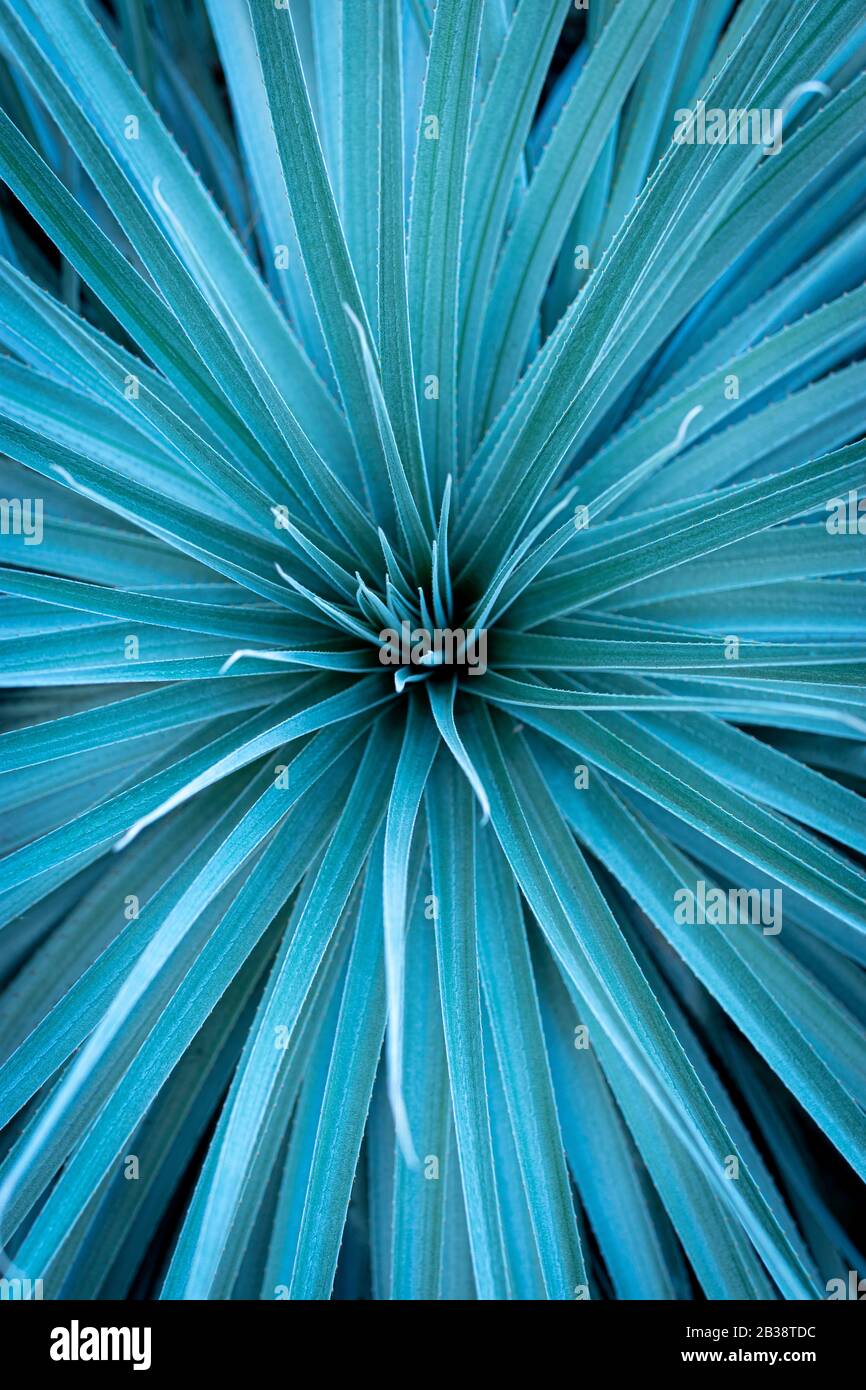 Blue Desert Plant Stock Photo - Alamy