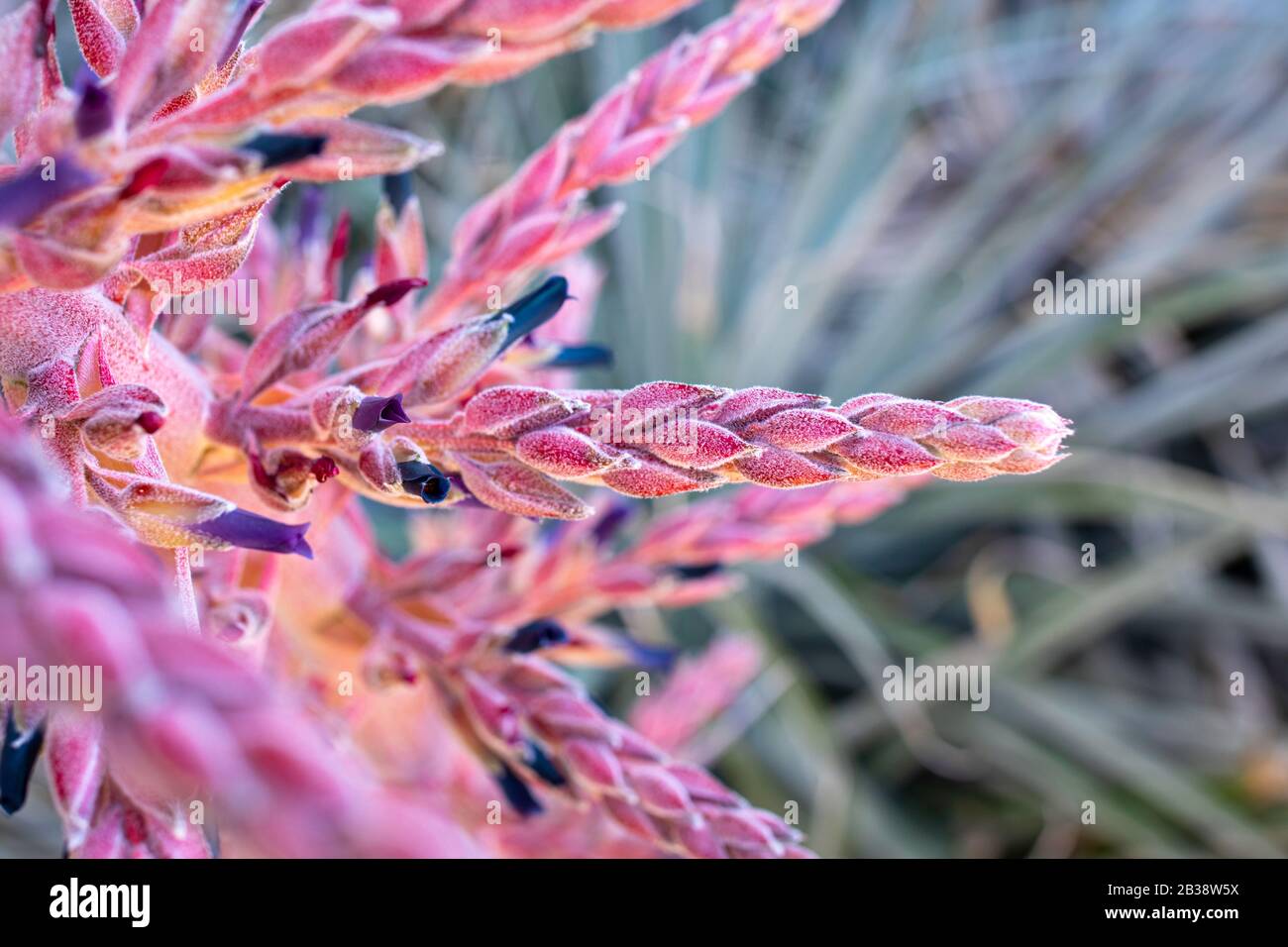 Pink Desert Plant Stock Photo - Alamy