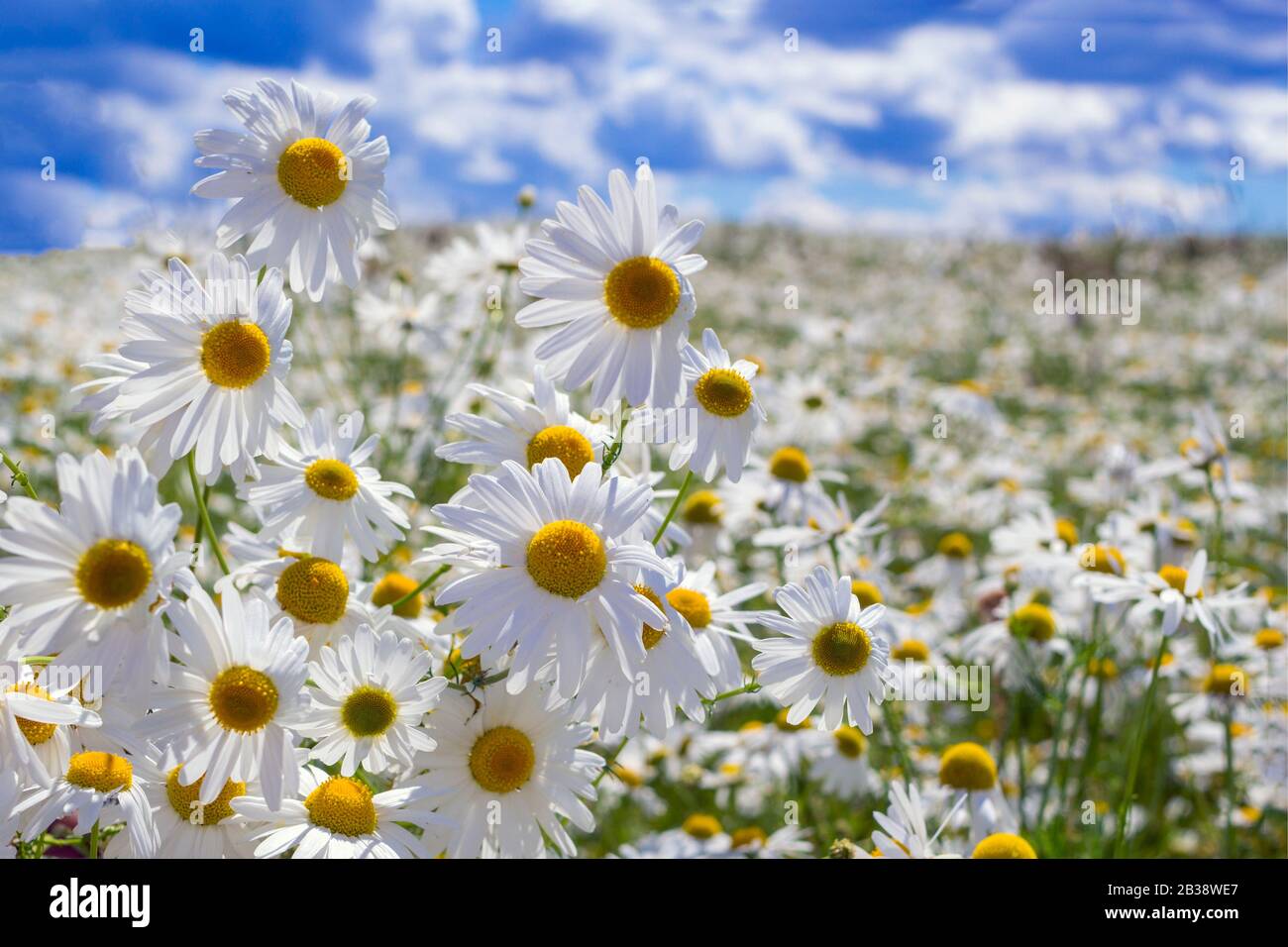 field of daisies in sunnyday in summer Stock Photo - Alamy