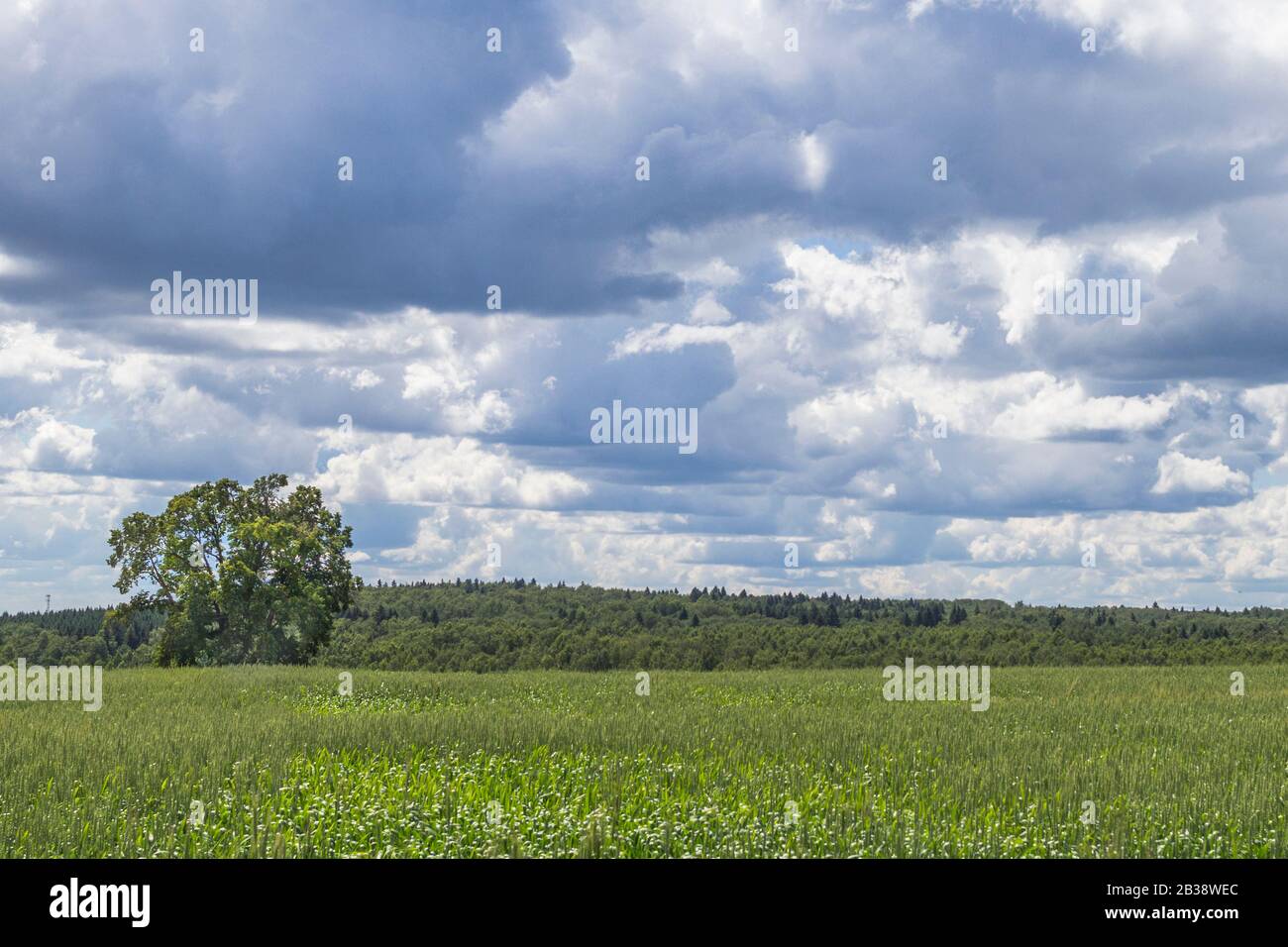 Frog perspective view beautiful hi-res stock photography and images - Alamy
