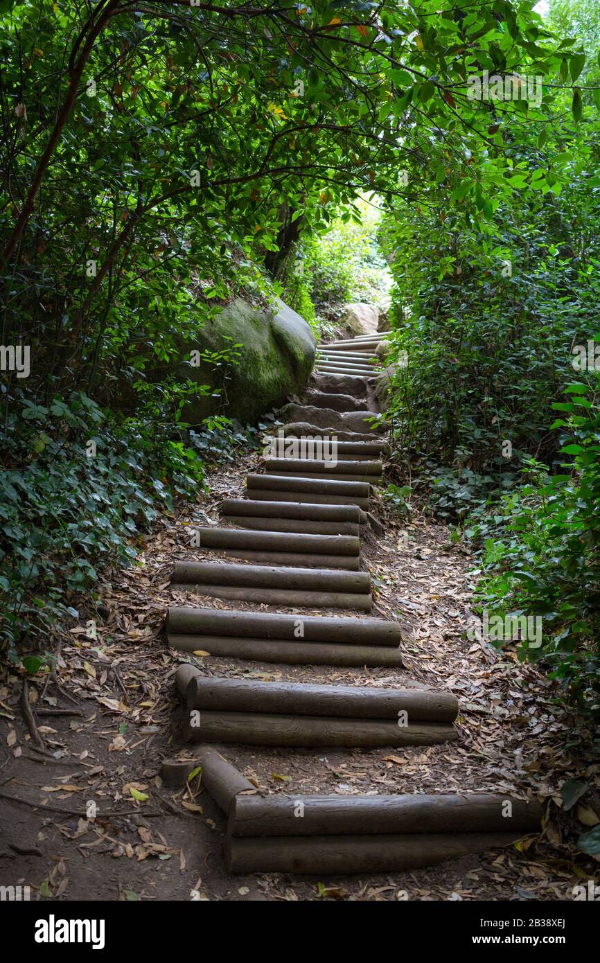 Wooden steps of stairs in summer green forest Stock Photo - Alamy