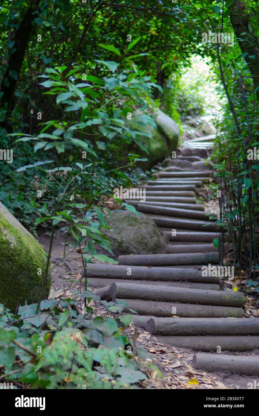 Wooden steps of stairs in summer green forest Stock Photo - Alamy