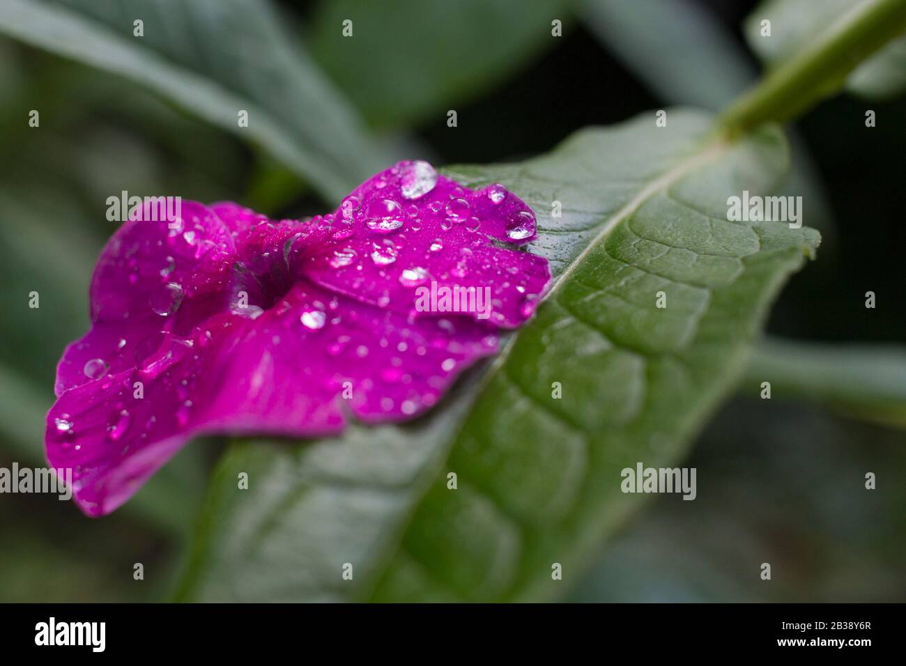 Drops of dew on leaf orchid Stock Photo - Alamy