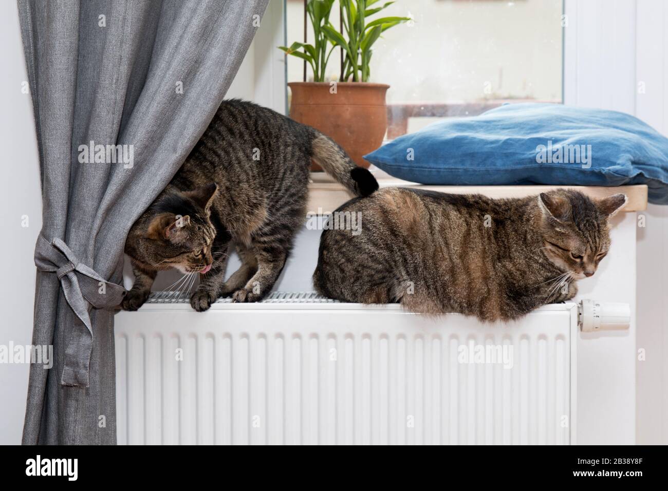 cat on the radiator, warm, cat relaxing Stock Photo - Alamy