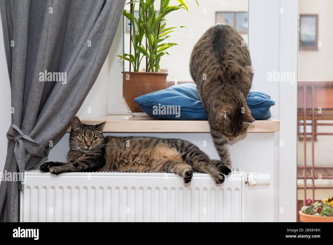 cat on the radiator, warm, cat relaxing Stock Photo - Alamy