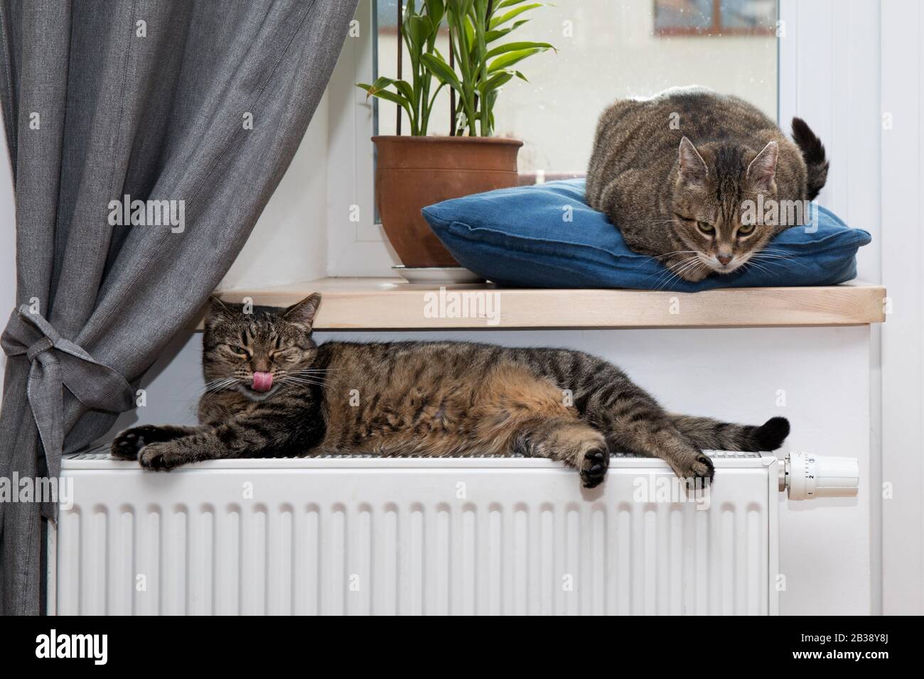 Cat radiator hi-res stock photography and images - Alamy