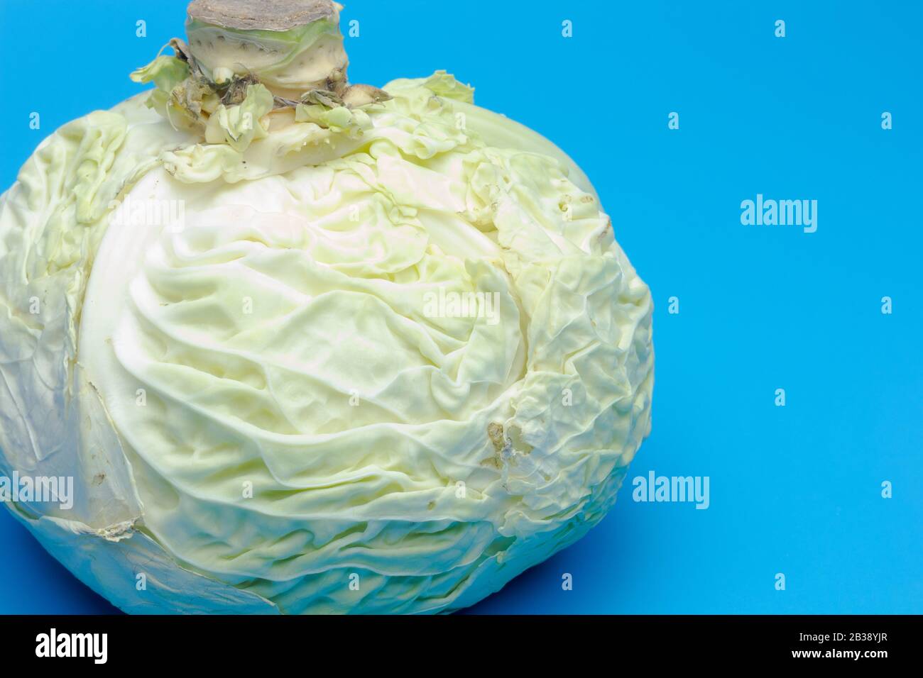 The smooth, pale green cabbage inside is a winter vegetable with ...