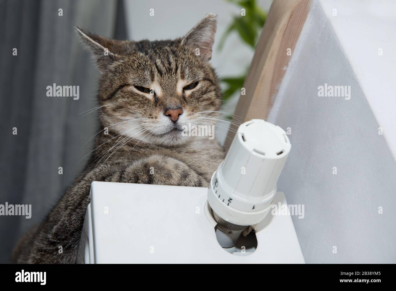 Cat on a radiator hi-res stock photography and images - Alamy