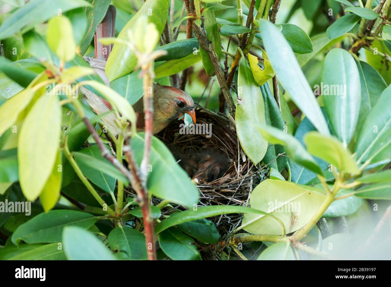 Cardinal Nest High Resolution Stock Photography and Images - Alamy
