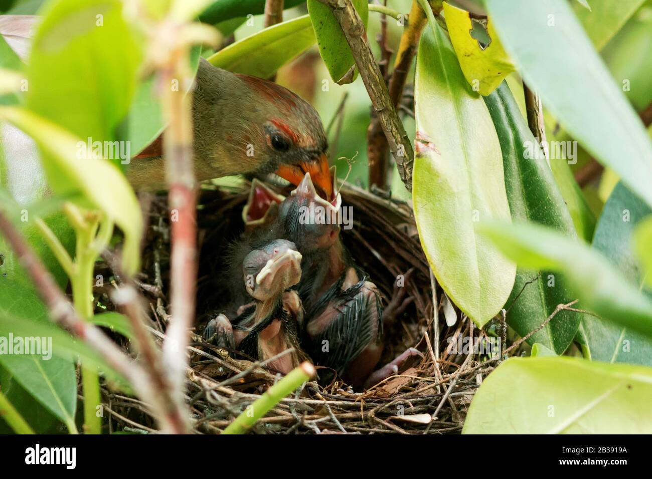Cardinal Nest High Resolution Stock Photography and Images - Alamy