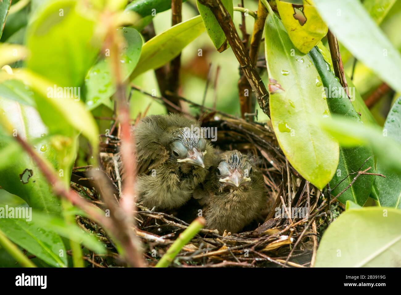 Cardinal Nest High Resolution Stock Photography and Images - Alamy