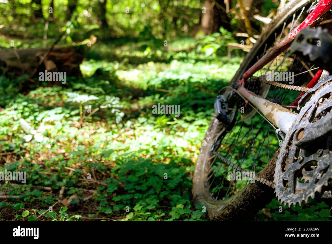 Mountain bike in green forest. View from bike wheel Stock Photo - Alamy