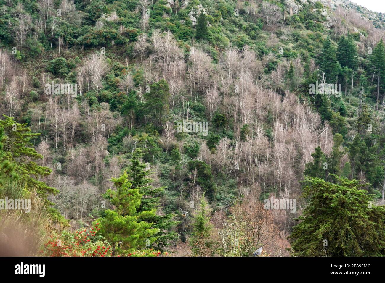 Types of trees hi-res stock photography and images - Alamy