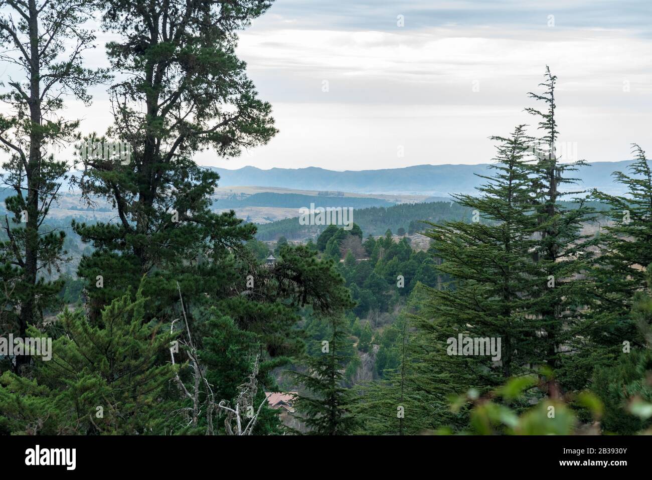 Aerial view of a valley and a forest with different types of trees ...