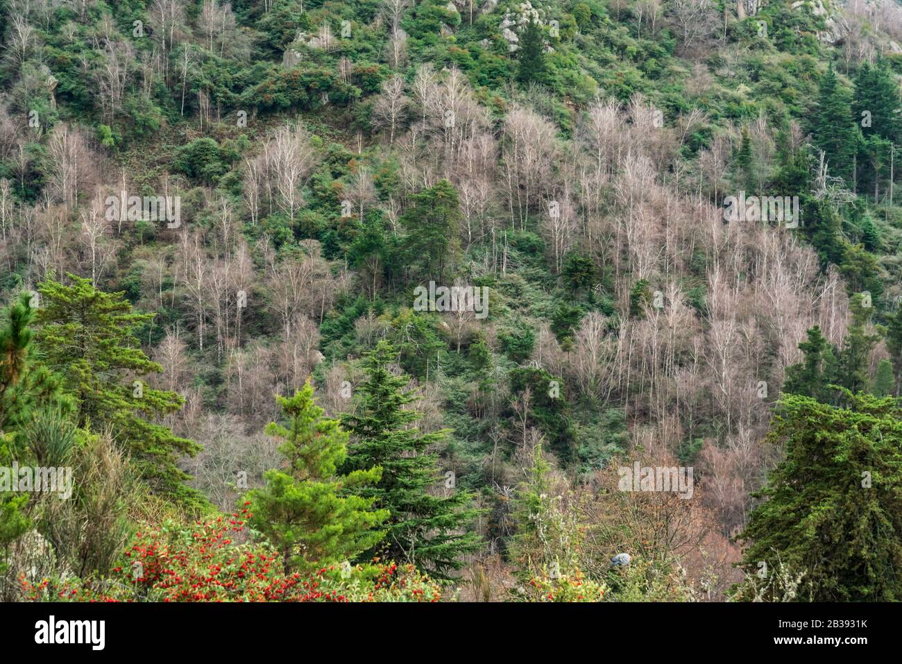 Types of trees hi-res stock photography and images - Alamy