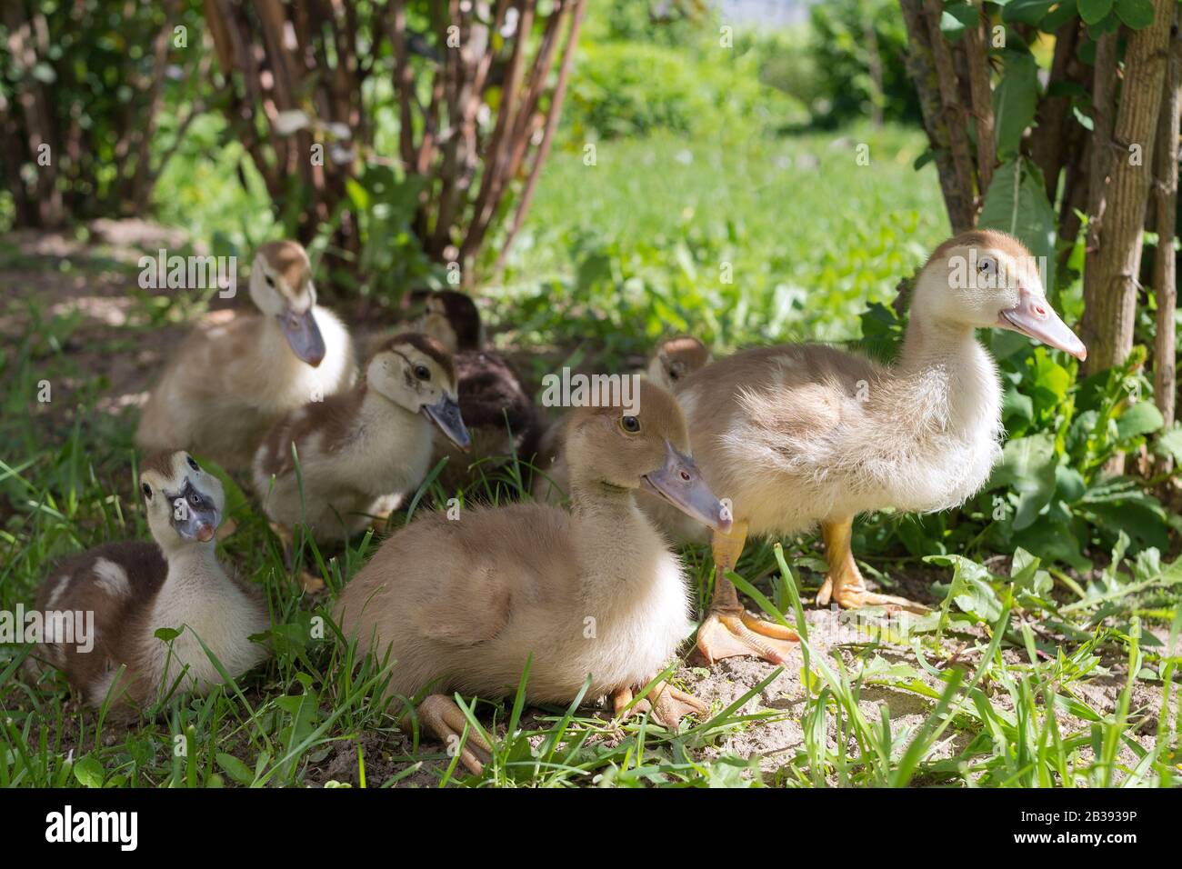 Group of small gray ducks sitting on the grass Stock Photo - Alamy
