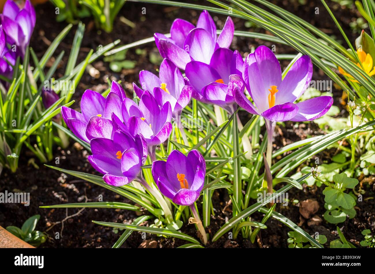 Crocus garden centre uk hi-res stock photography and images - Alamy