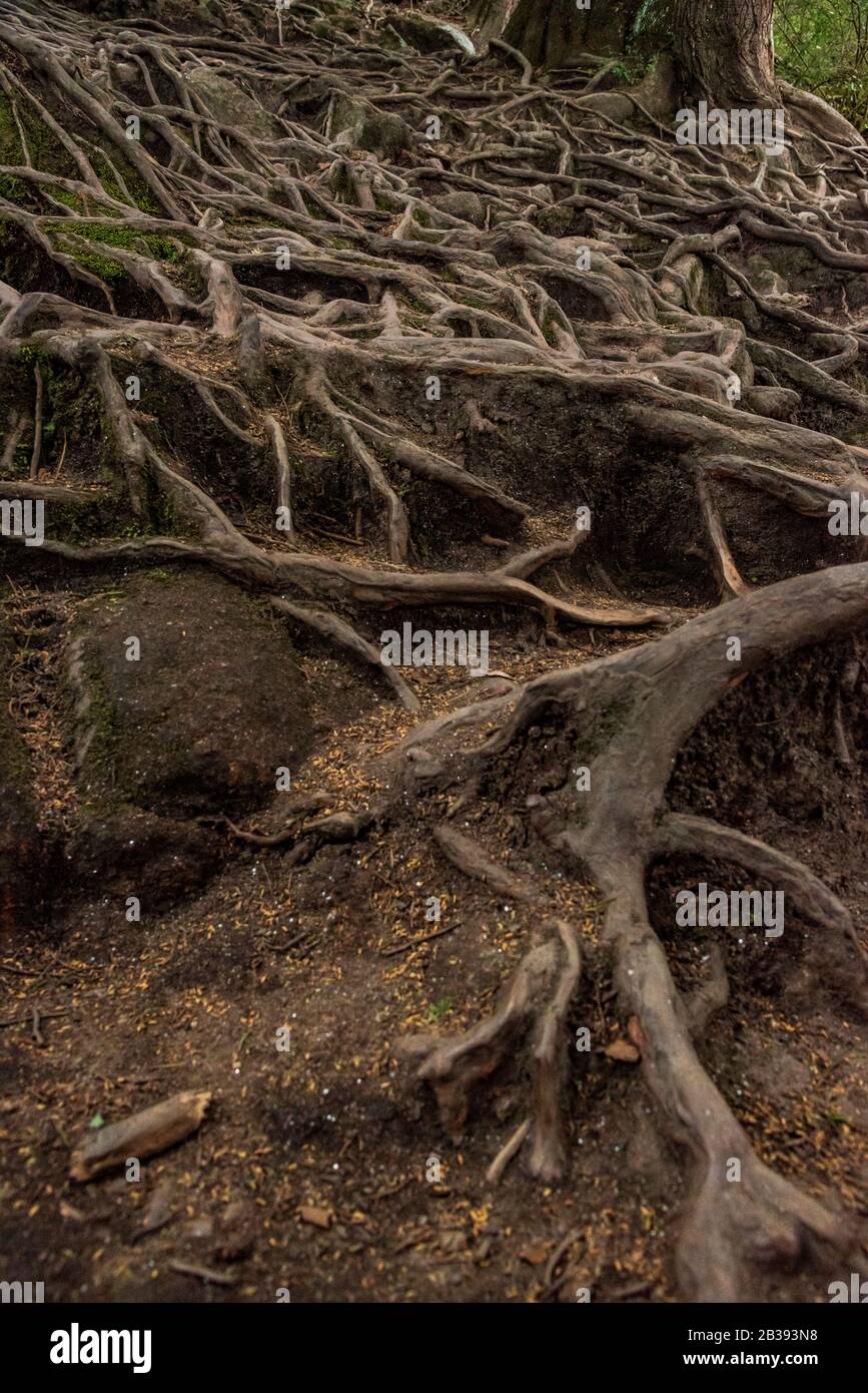 Roots of trees above the ground Stock Photo - Alamy