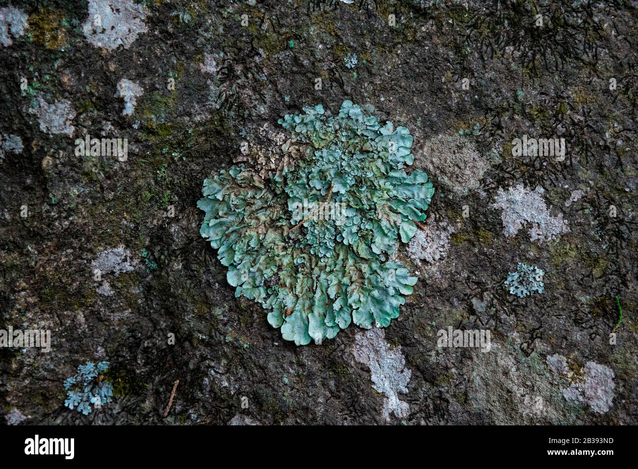 Green mold on a rock - texture Stock Photo - Alamy