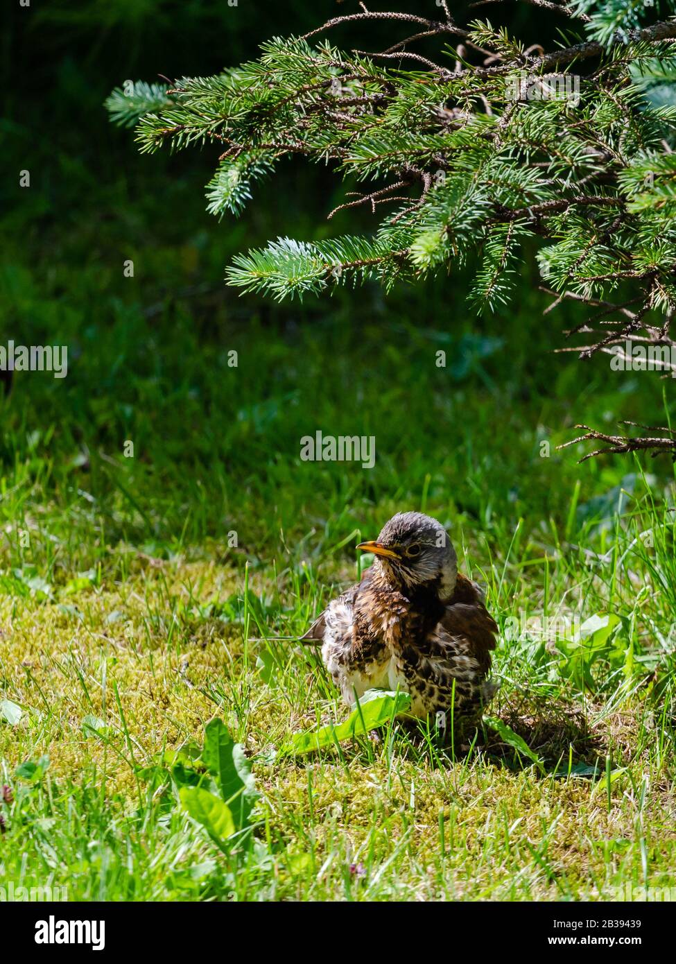 Sitting bird hi-res stock photography and images - Alamy
