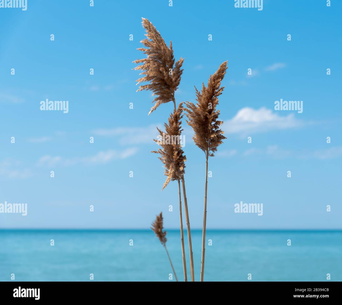 Plumes of the Ornamental Seed Heads of Reeds in front of Turquoise ...
